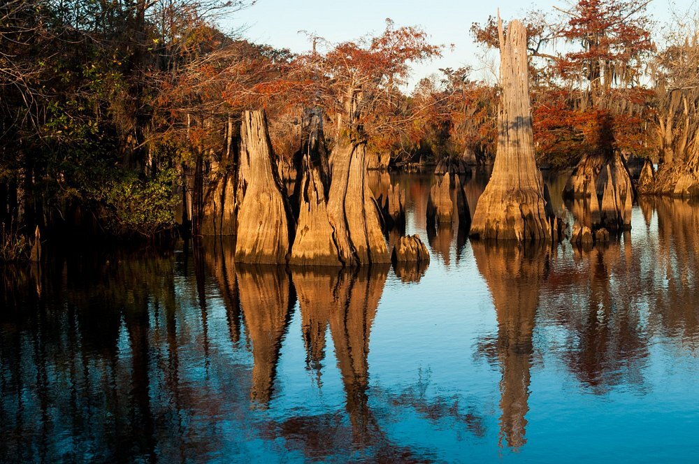 Dead Lakes: Where Still Waters and Wild Florida Meet